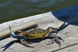 Maryland Crab Season: Where To Enjoy The Best Crab In 2026
